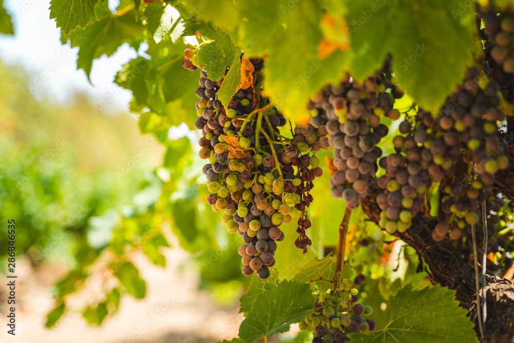 Photo & Art Print Old wine plants, STORM INSIDE PHOTO