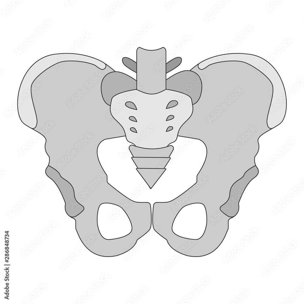 Male pelvis. Hip bones structure - sacrum, ilium, coccyx, pubis ...
