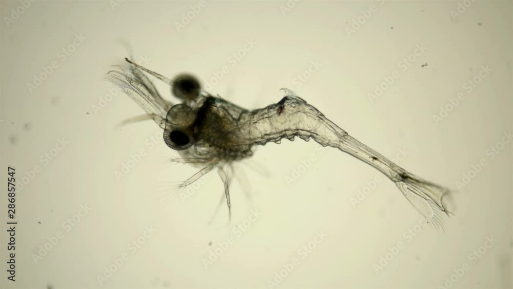 The Black Sea plankton and zooplankton under the microscope, the shrimp ...