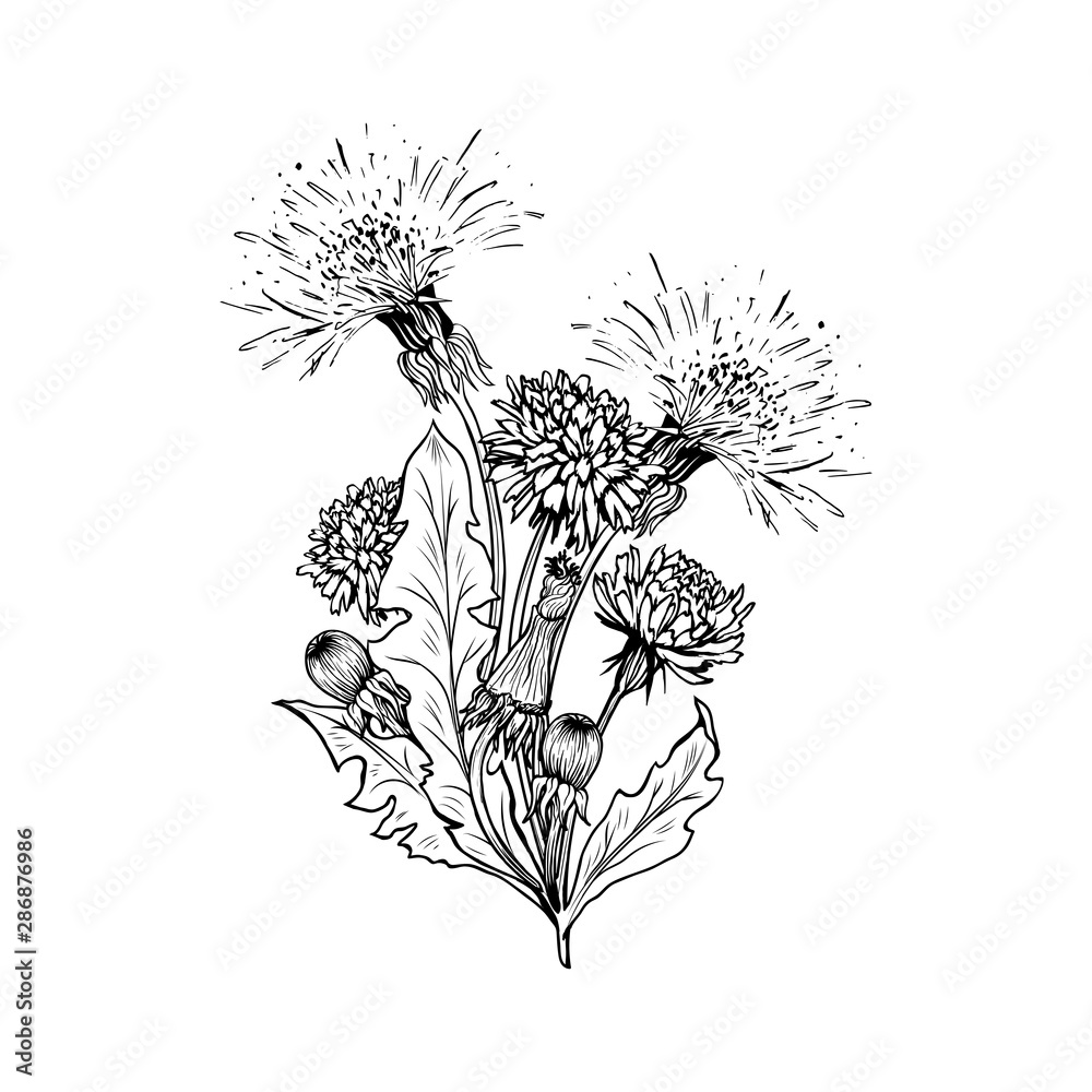 Flowering dandelion freehand vector bouqet illustrations. Spring honey ...