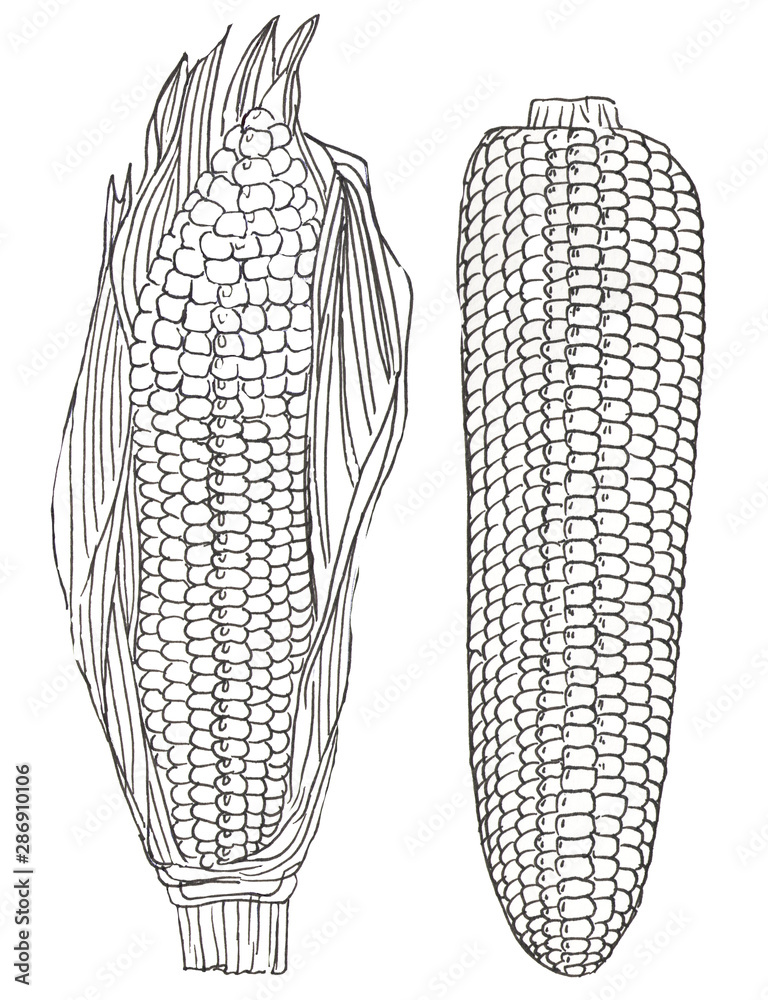 Ears Of Corn Coloring Pages