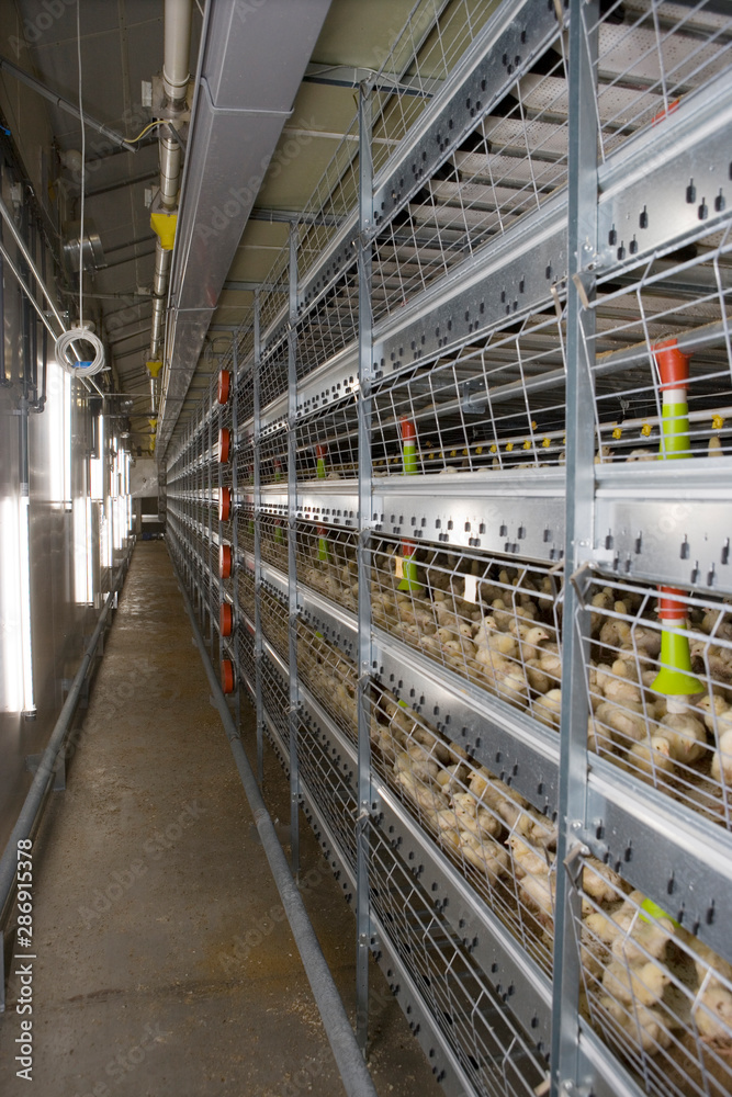 On-farm hatching. Patio sysyem. Cage chicken. Chicken. Poultry ...