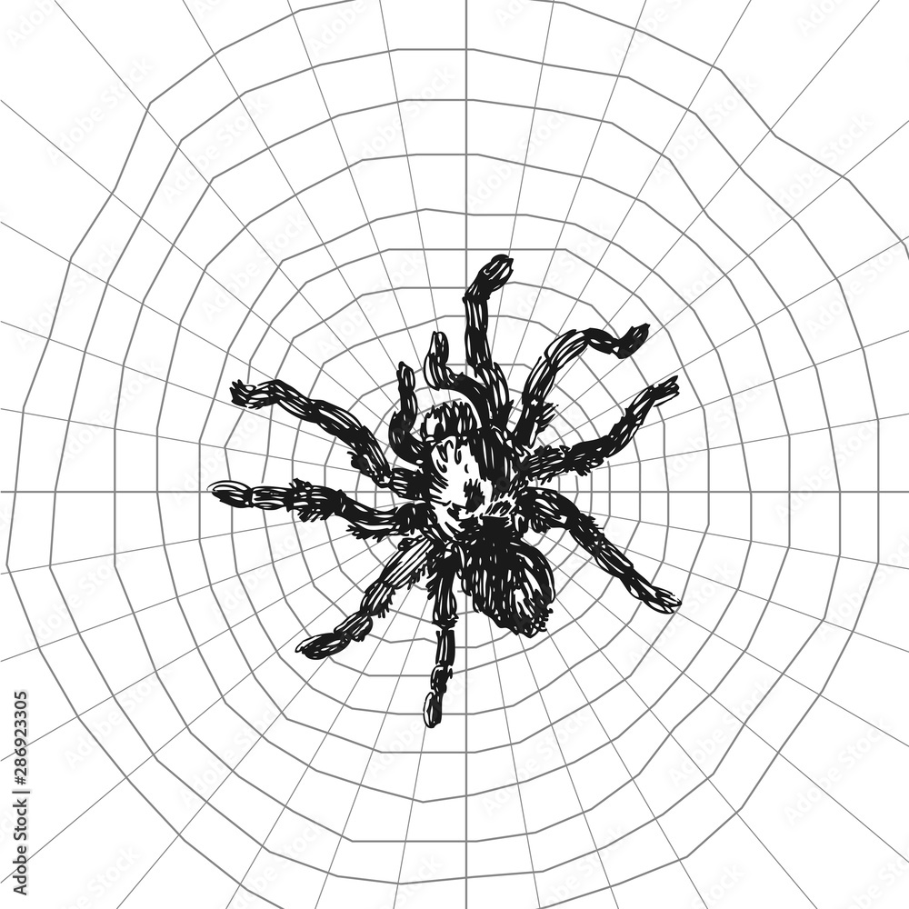Spider sketch vector set of illustration. Hand drawn style picture ...