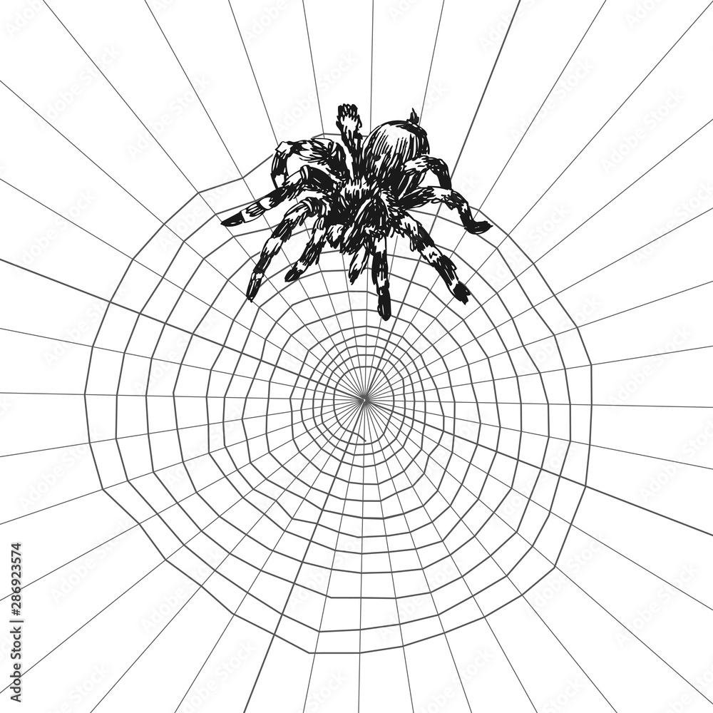 Spider sketch vector set of illustration. Hand drawn style picture ...