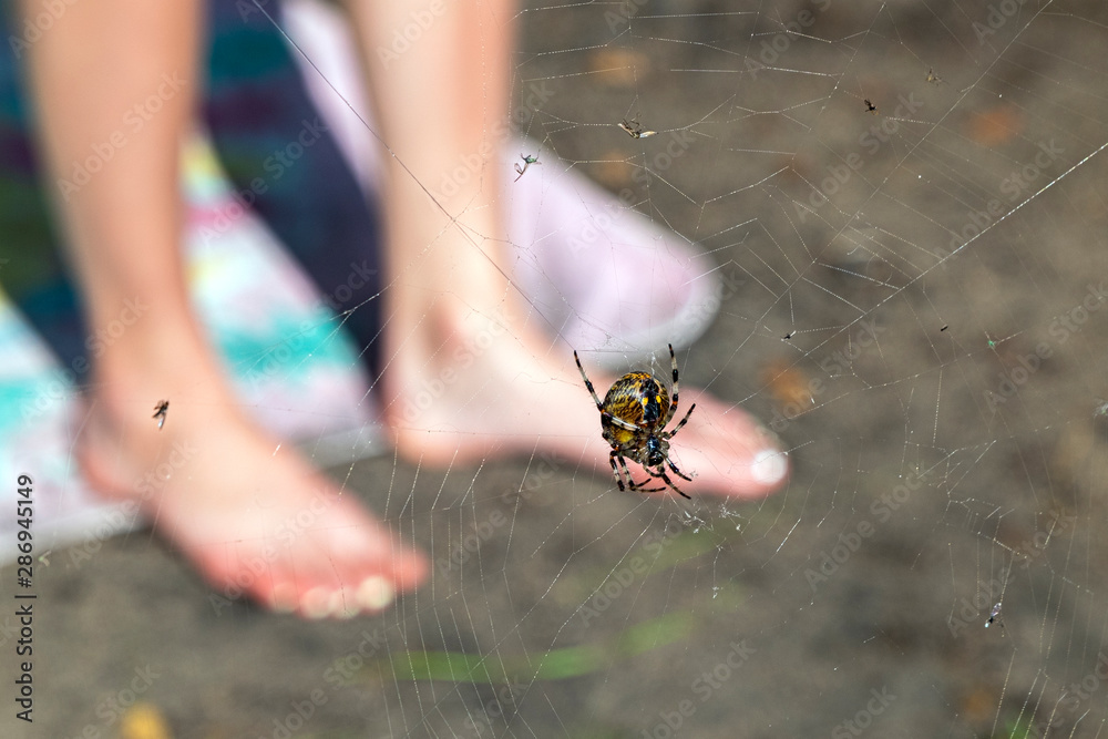 arachnophobia people to the spiders. big spider cross on the background ...