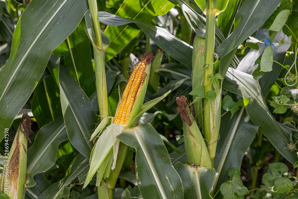 Ear Of Corn On Stalk