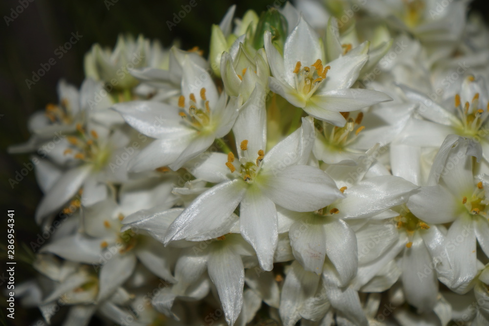 flor bella mejor conocida como estrella de belen Stock Photo | Adobe Stock