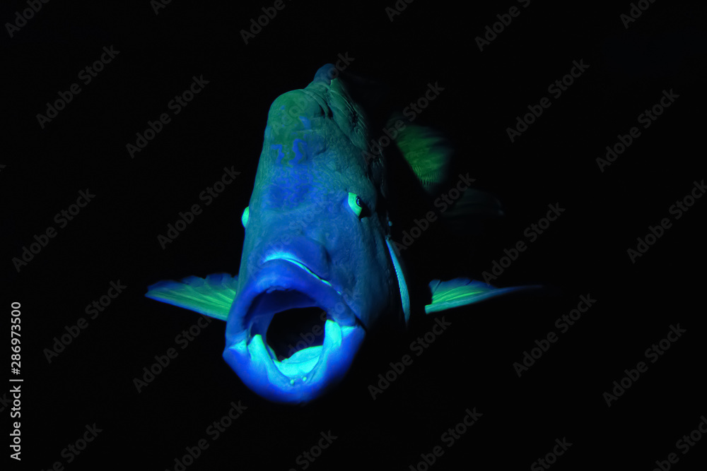 Napoleon Fish is a species of wrasse and can called "Humphead wrasse ...