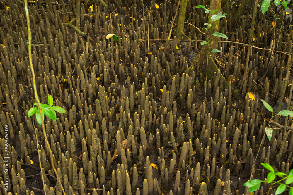 Breathing Roots Examples