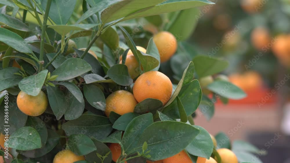 Vidéo Stock Small citrus trees grown in a greenhouse and inhabiting ...