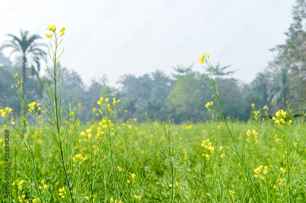 Foto de Green yellow Canola field and tree in a scenic agricultural ...