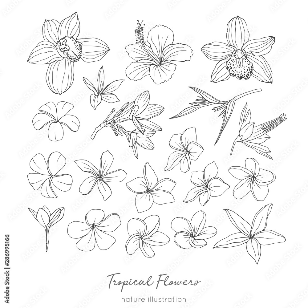 Tropical Flowers Line Drawing | Best Flower Site