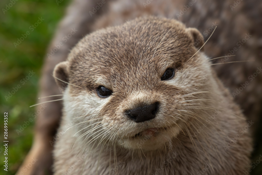 Short clawed otter, Aonyx cinereus, close up portrait with facial ...