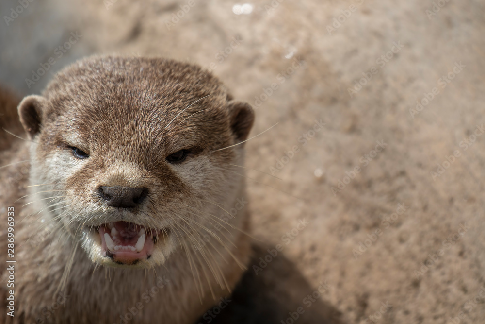 Short clawed otter, Aonyx cinereus, close up portrait with facial ...