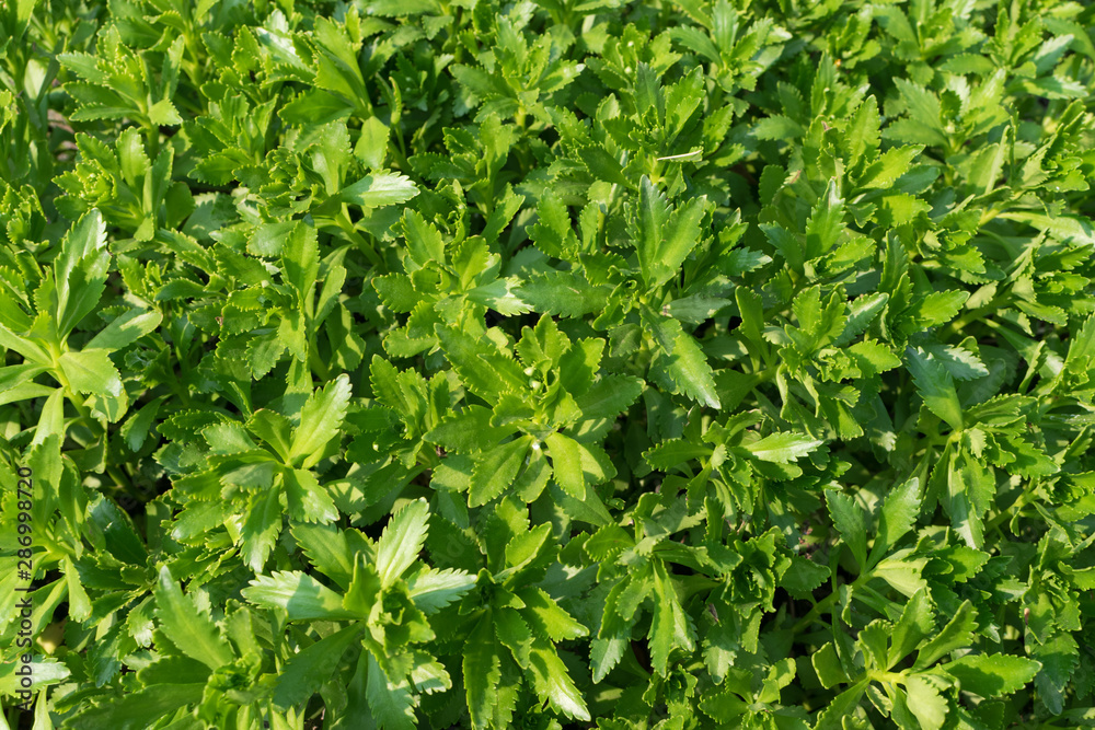 Hylotelephium verticillatum, Sedum spectabile, showy stonecrop, ice ...