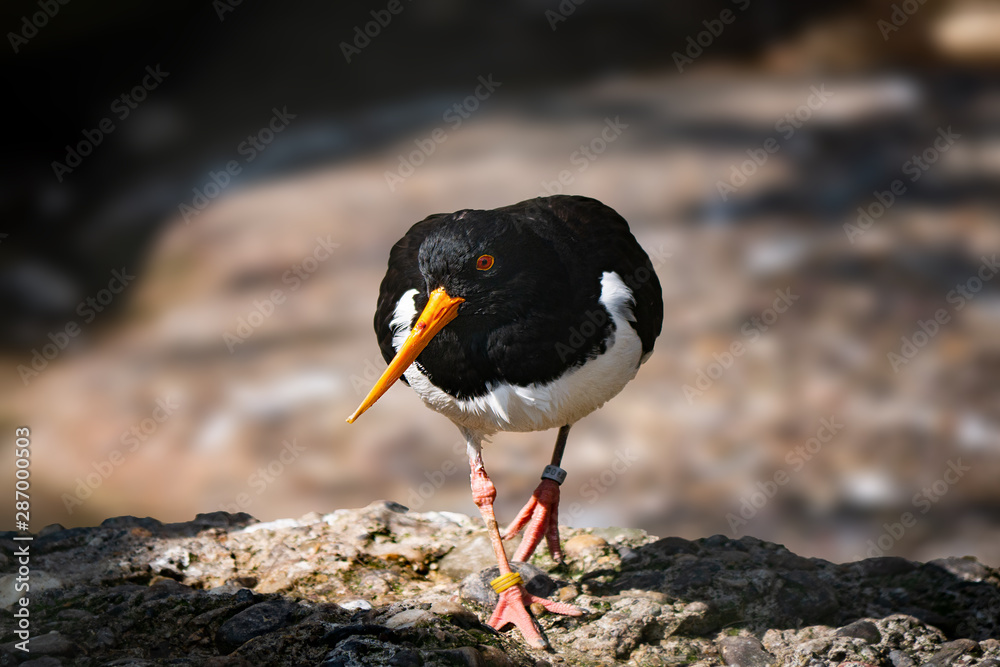 Vögel in der Natur Stock Photo | Adobe Stock