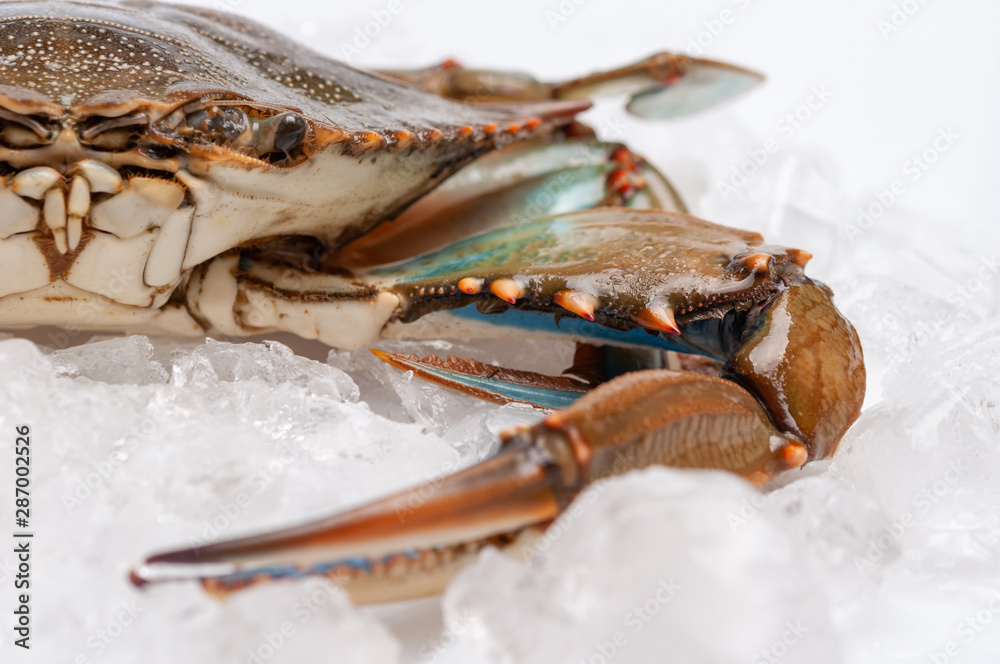Blue Crab with white background Stock Photo | Adobe Stock