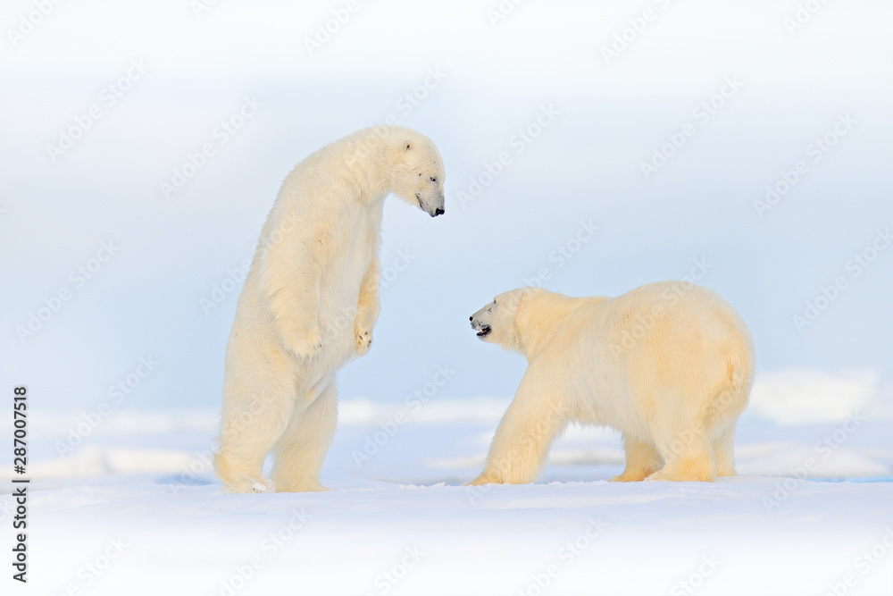 Polar bear dancing fight on the ice. Two bears love on drifting ice ...