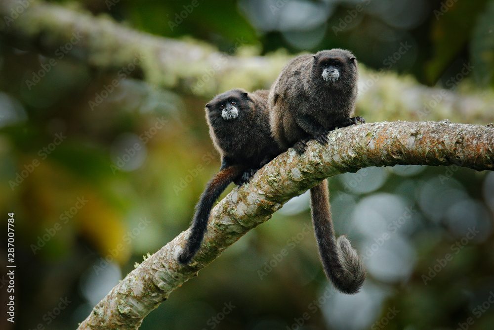Black Mantle Tamarin (Saguinus nigricollis), monkey from Sumaco ...