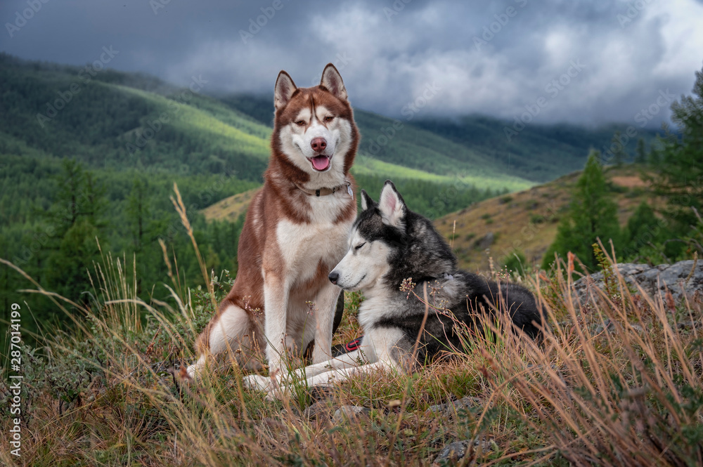 Are Siberian Huskies Good Hiking Dogs