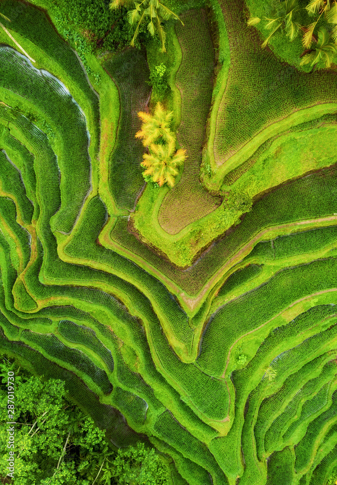 Aerial view of rice terraces. Landscape with drone. Agricultural ...