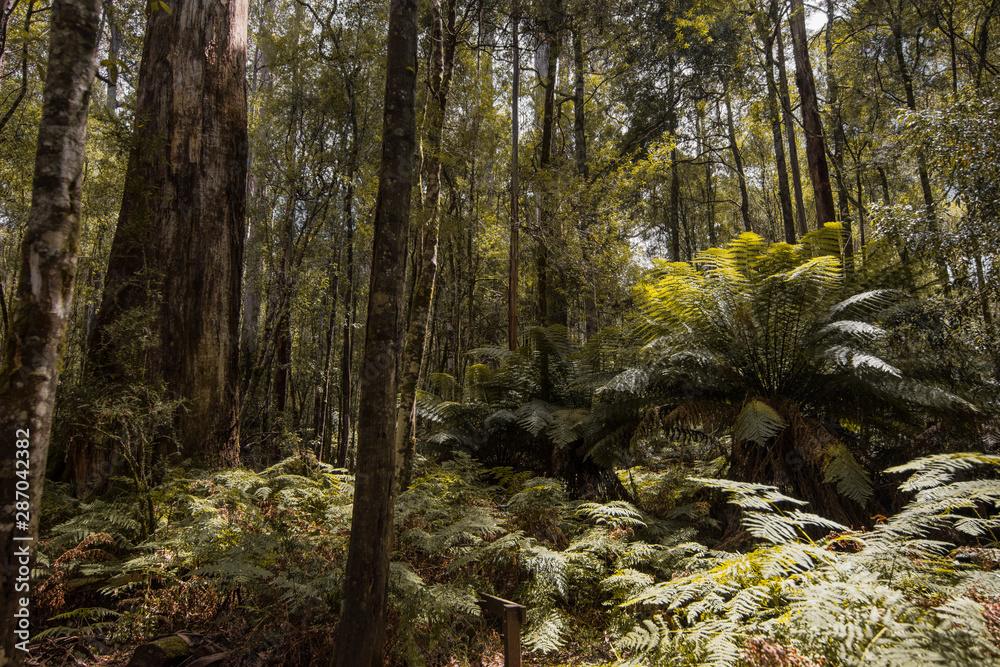 Forests of Jurassic or prehistoric appearance, covered with ferns, moss ...