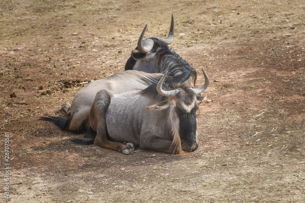 Gnu Animal