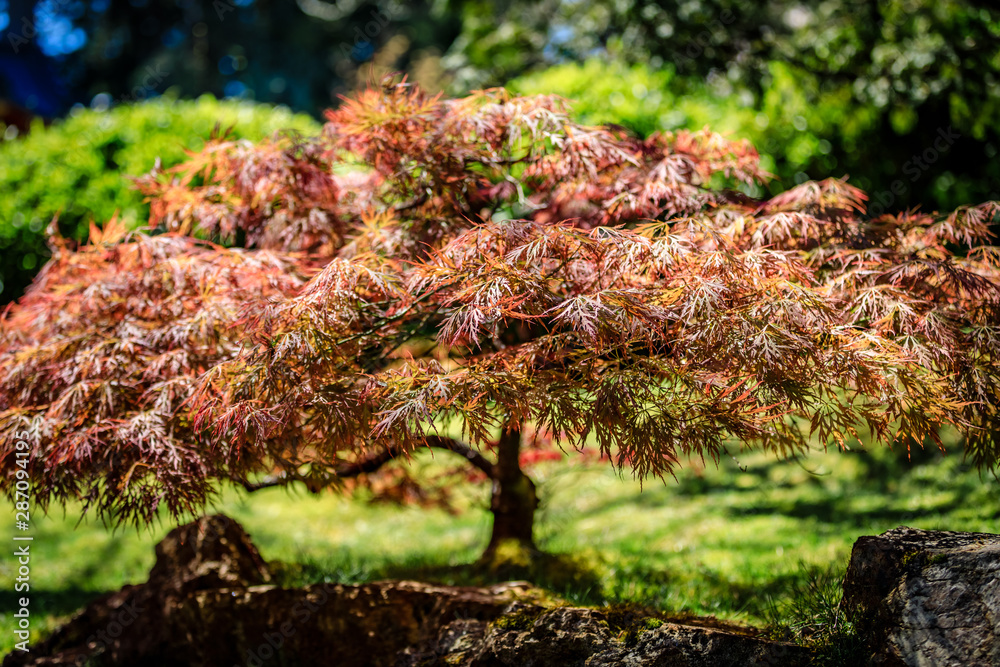 Dep orange and red leaves on a Japanese threadleaf maple with some dark ...
