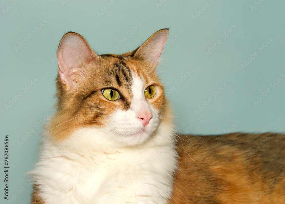 Light Calico Cat