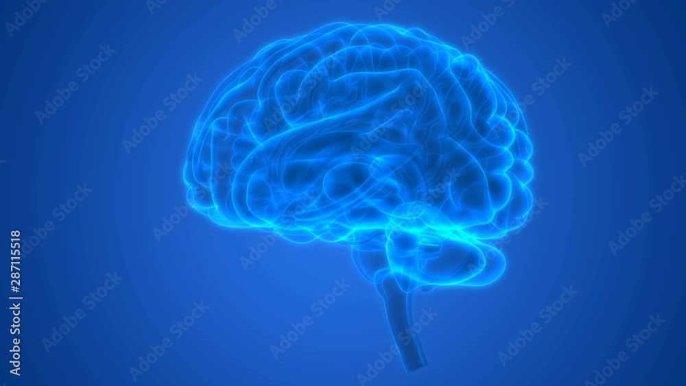 Human Central Nervous System Brain Anatomy Stock Video | Adobe Stock