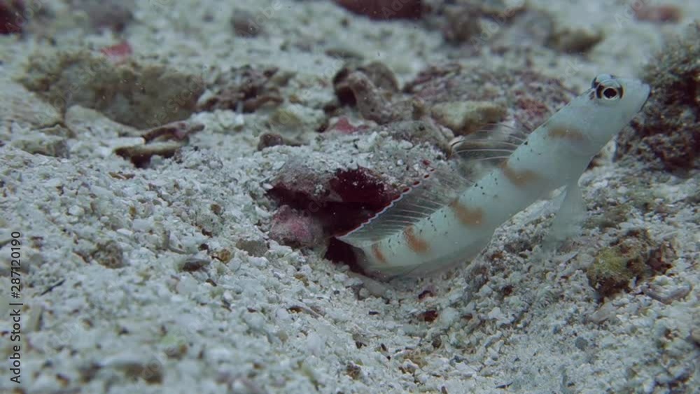 Red Margin Goby fish hesitates before swimming away from the burrow it ...