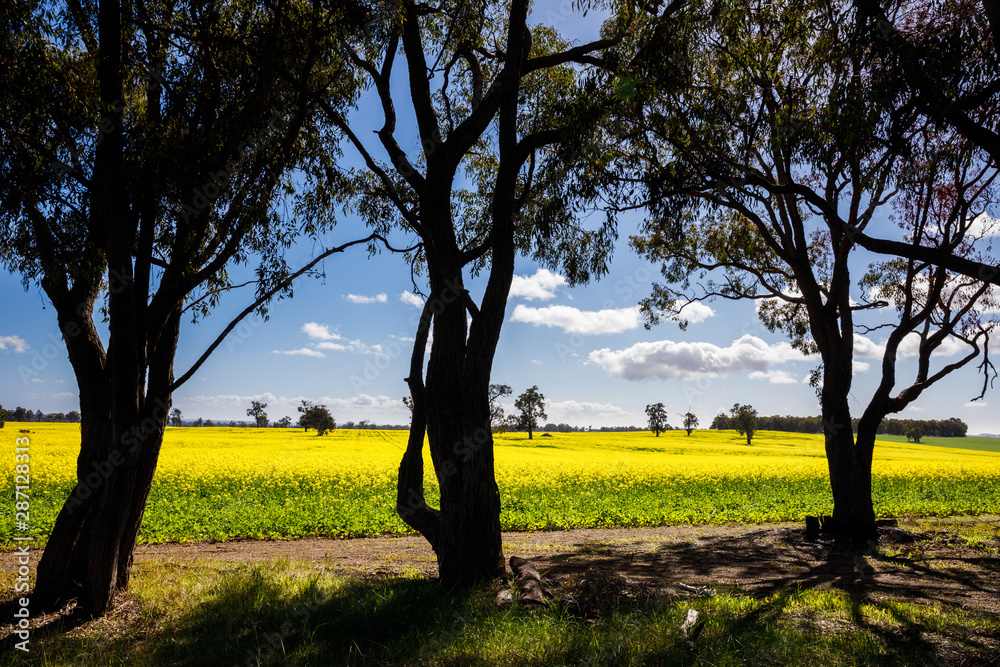 Canola Field trough Trees in Toodyay, Western Australia Stock Photo ...