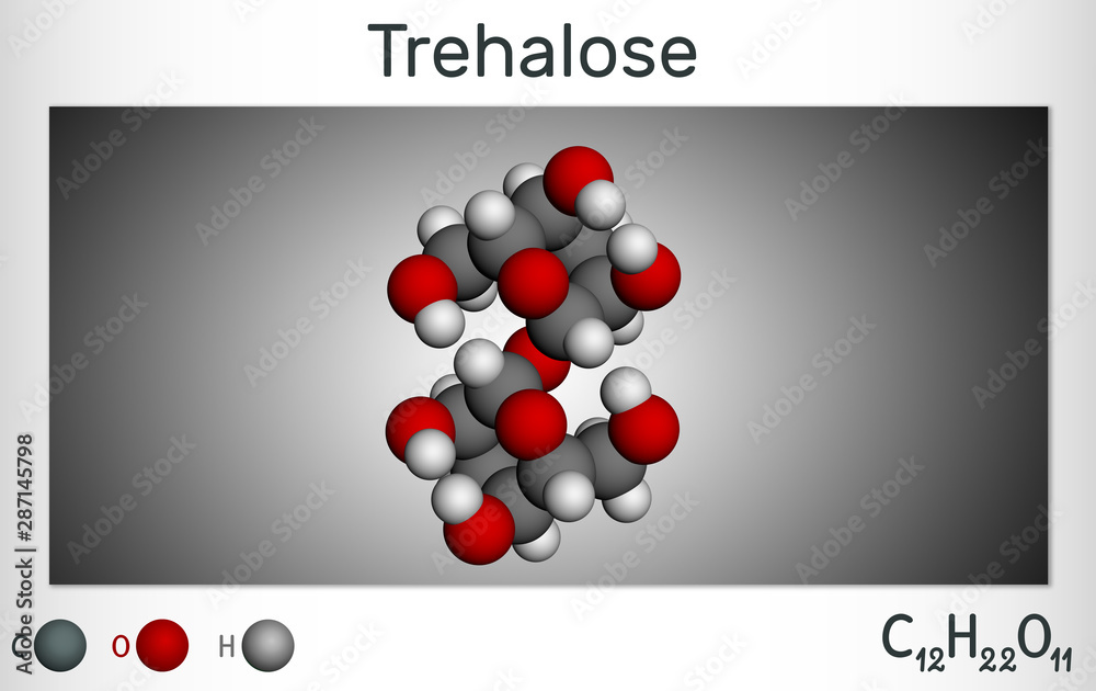 Trehalose, tremalose carbohydrate molecule. Also known as mycose. Is a disaccharide consisting ...