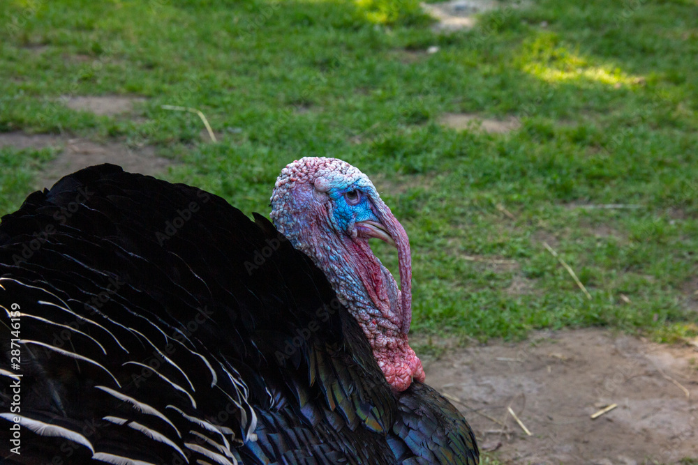 Portrait of Wild Turkey, Meleagris gallopavo, blue and red head ...