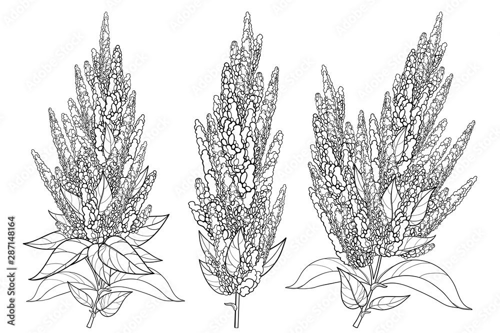Poster Set with outline stem of Amaranthus or Amaranth flower bunch and ...