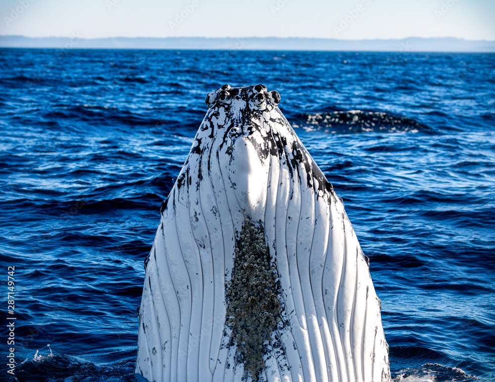 Head of a humpback whale popping out of the water Stock Photo | Adobe Stock