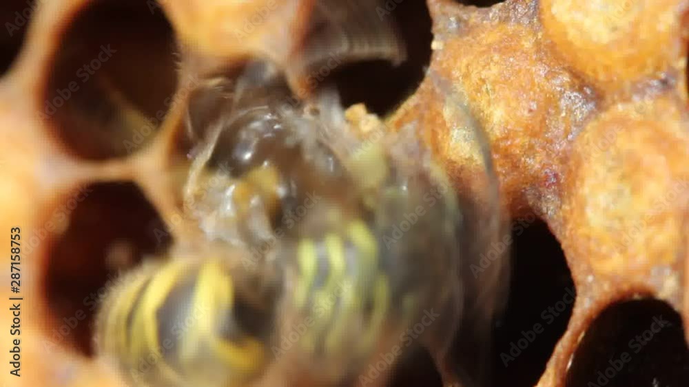 Attack of a wasp on a young bee exhaling from a cocoon. When exiting a ...