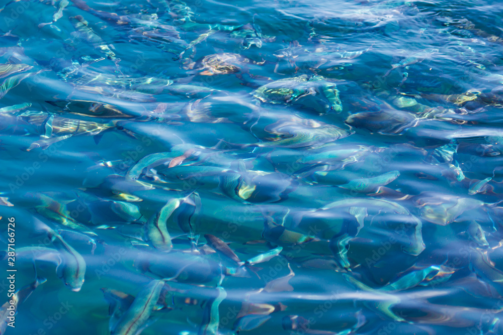 Clear Ocean Water With Fish