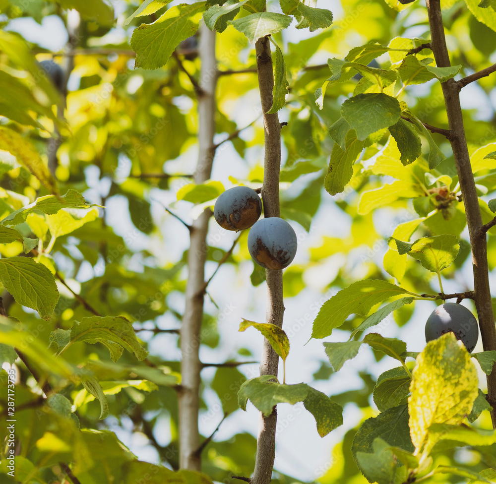 (Prunus domestica) Quetsches fruits du quetschier, prunes commune à ...