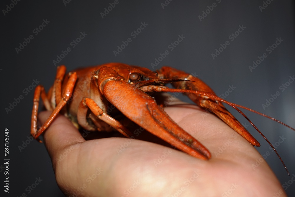 Astacus astacus,the European crayfish, noble crayfish, or broad ...