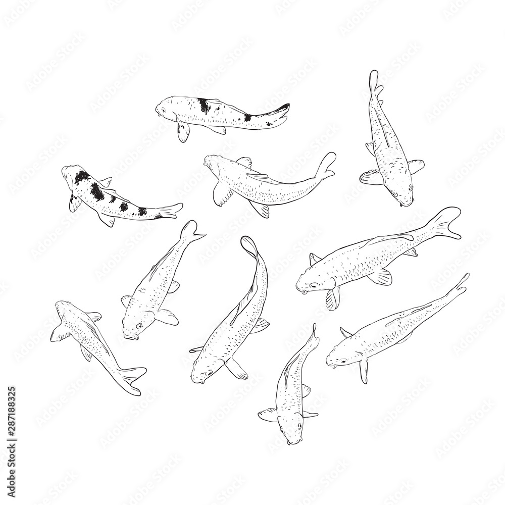 Koi carp nishikigoi literally brocaded carp. colored varieties of ...