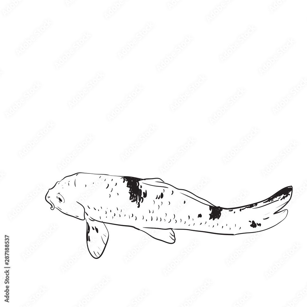 Koi carp nishikigoi literally brocaded carp. colored varieties of ...