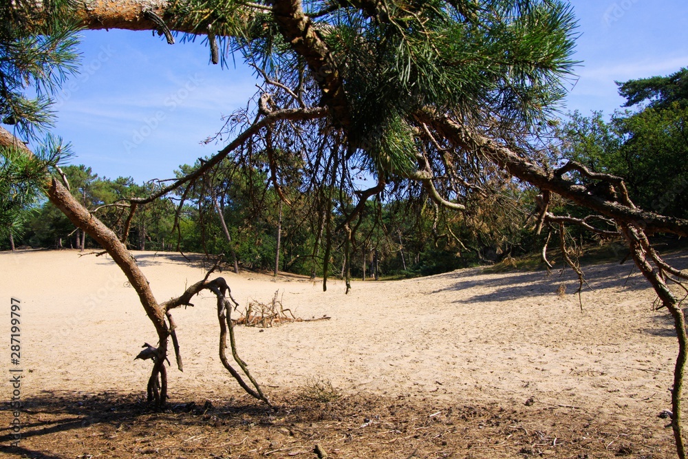 View beyond dead dry tree branch on sand dune with scotch pine tree ...