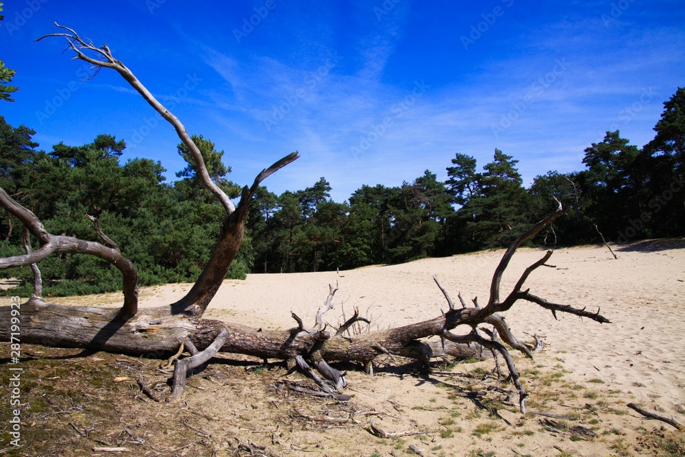 View beyond dead dry tree trunk on sand dune with scotch pine tree ...