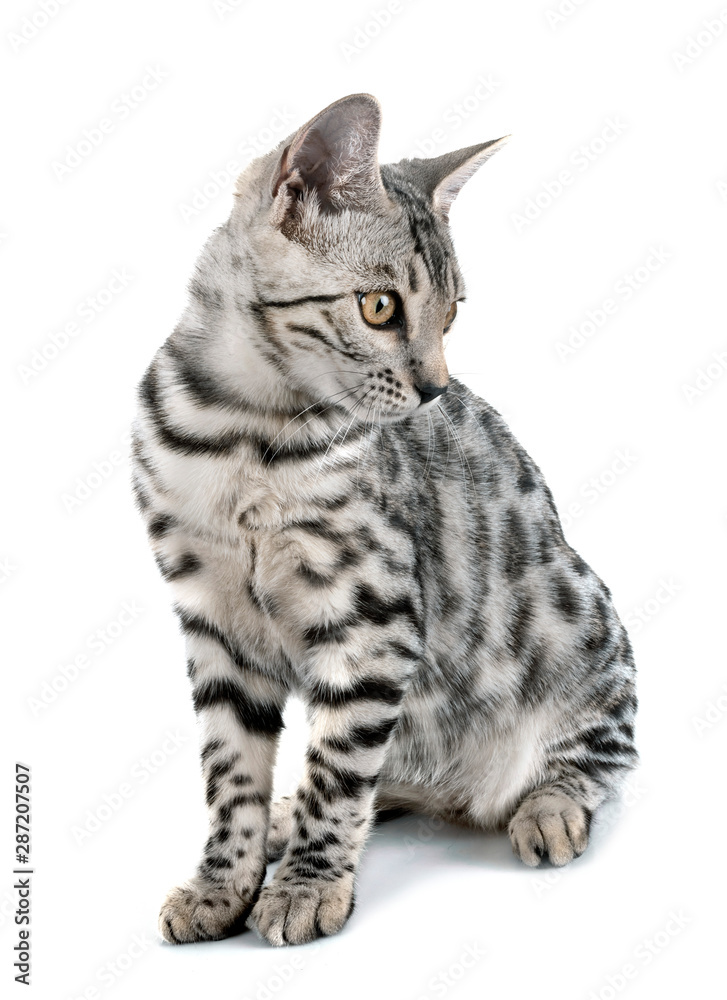 bengal cat in studio Stock Photo | Adobe Stock