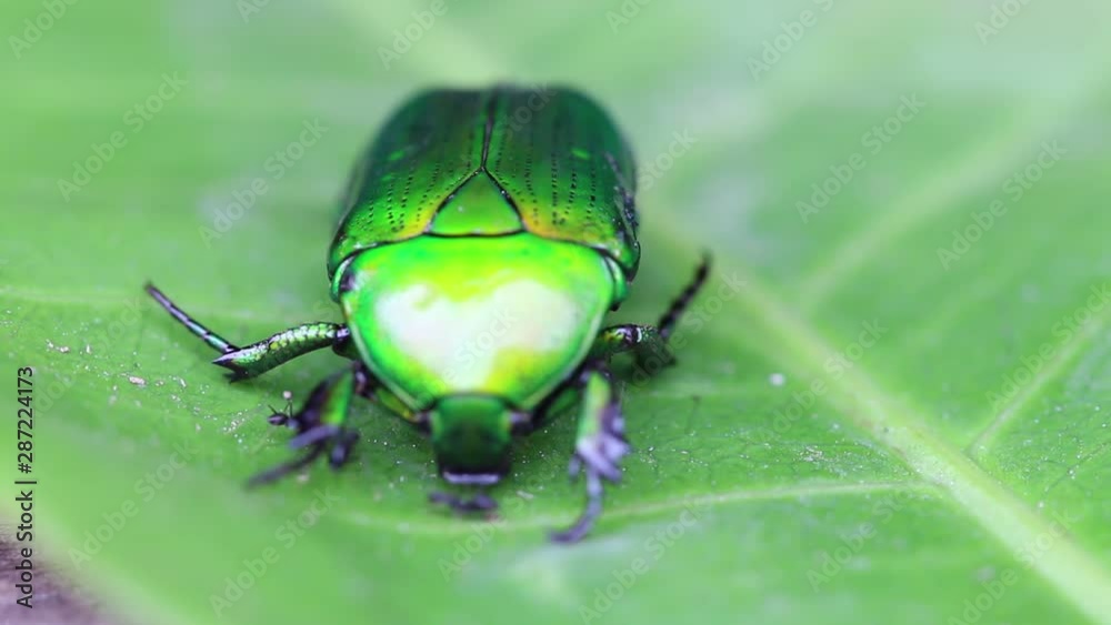 Leaf beetle Chrysolina graminis, Flower Safer, rose chafer, leaf beetle ...