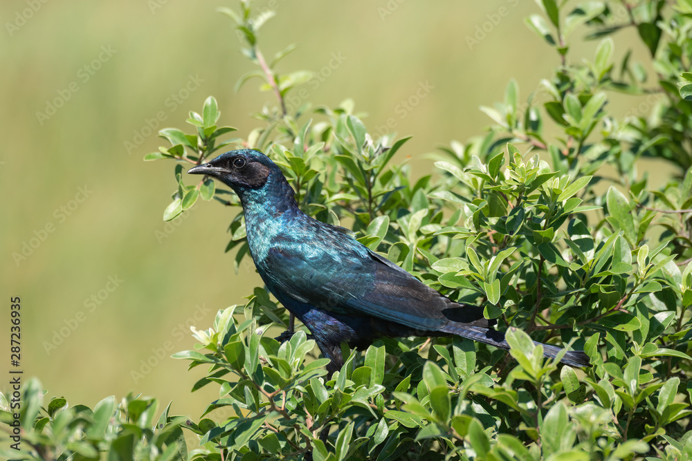 Iridescent Birds