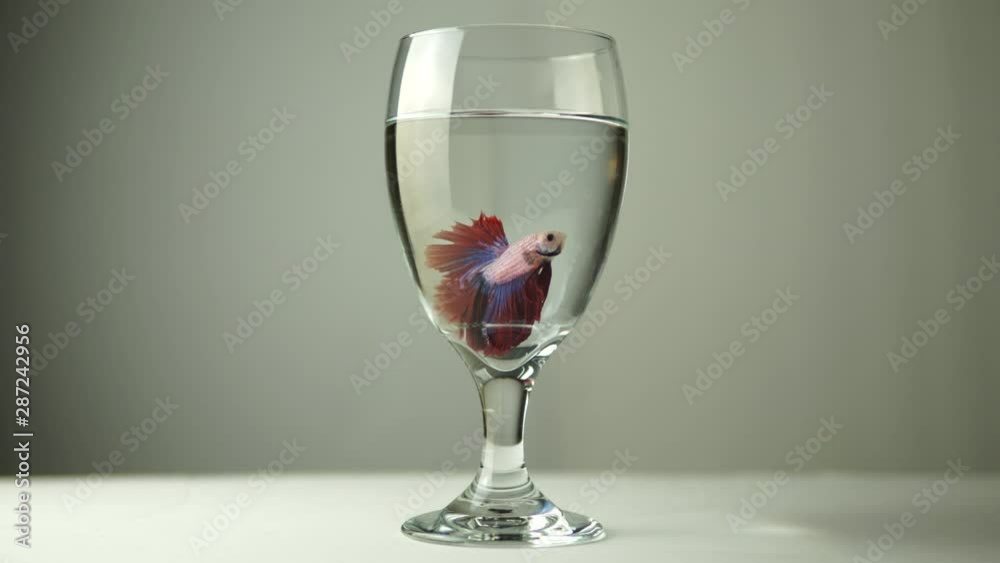 Vidéo Stock Fish in the cup. Siamese fighter fish or betta, red colour ...
