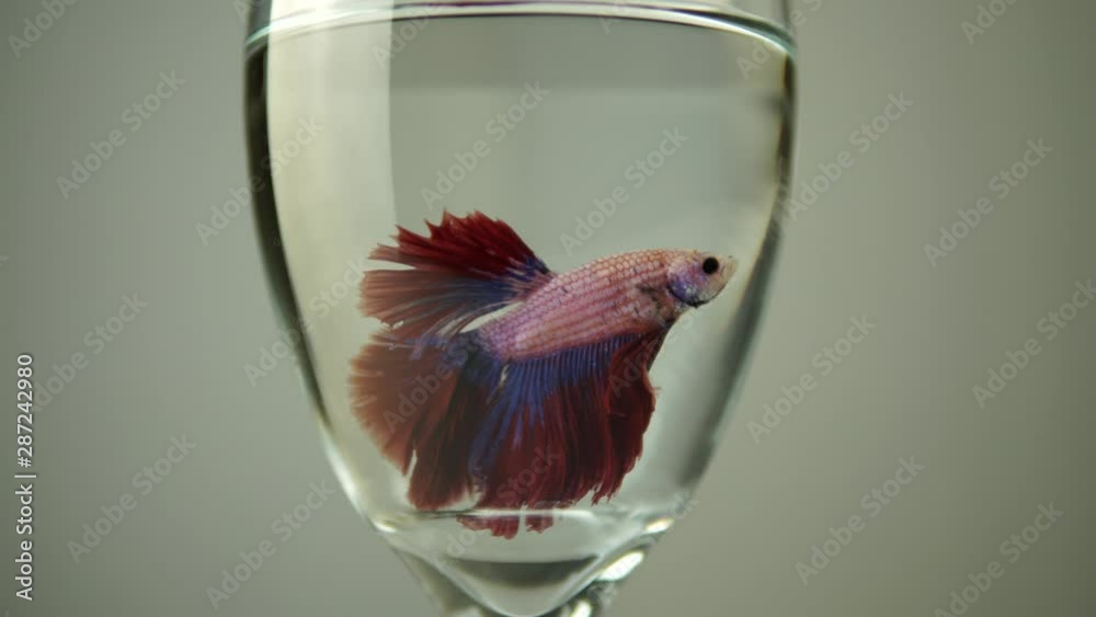 The colourful Siamese fighting fish Betta splendens, also known as Thai ...
