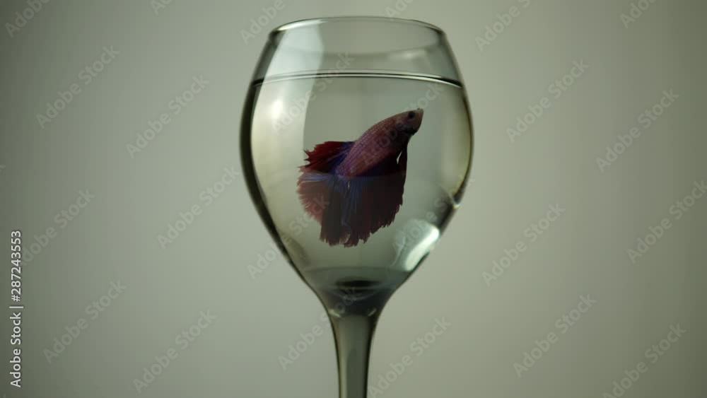 Fish in the cup. Siamese fighter fish or betta, red colour Thai ...